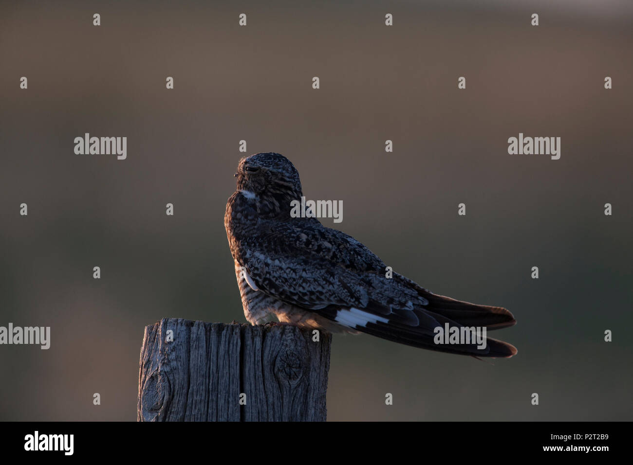 Common nighthawk (Chordeiles minor) stands on fence post Stock Photo ...
