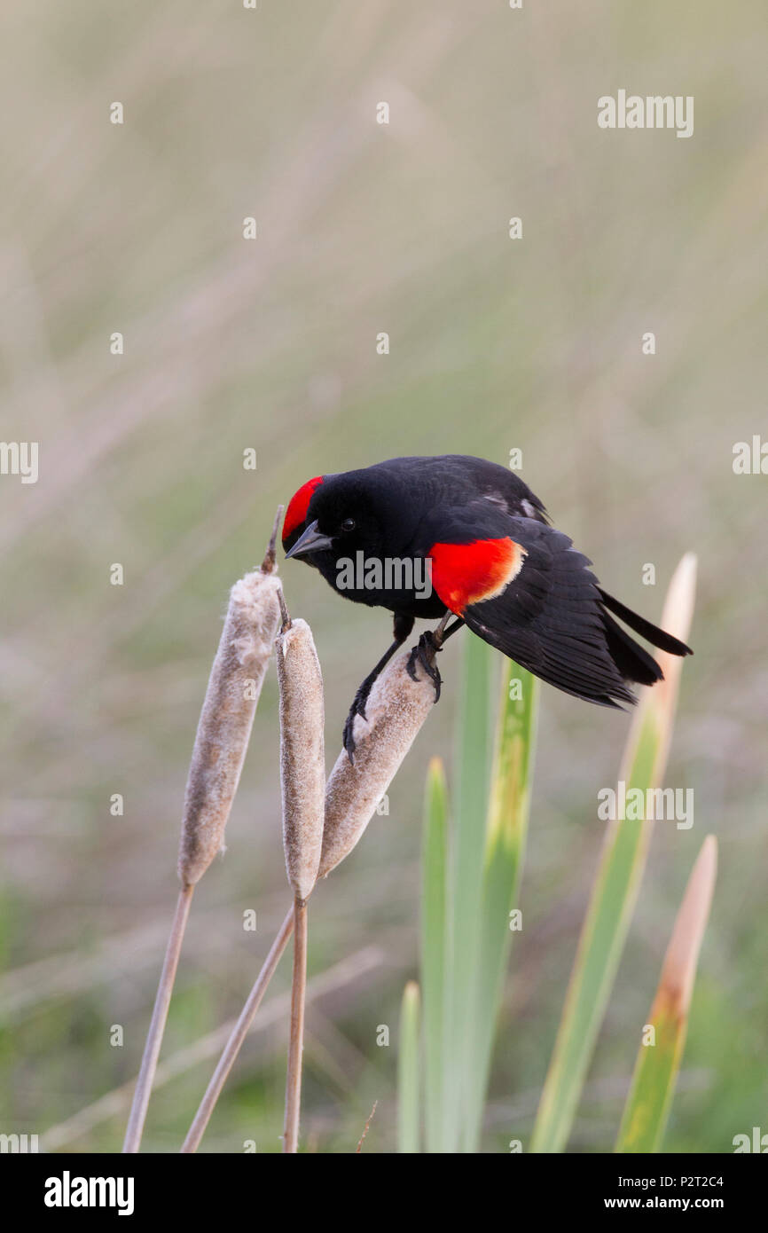 A male red-winged blackbird (Agelaius phoeniceus) perched on a cattail ...