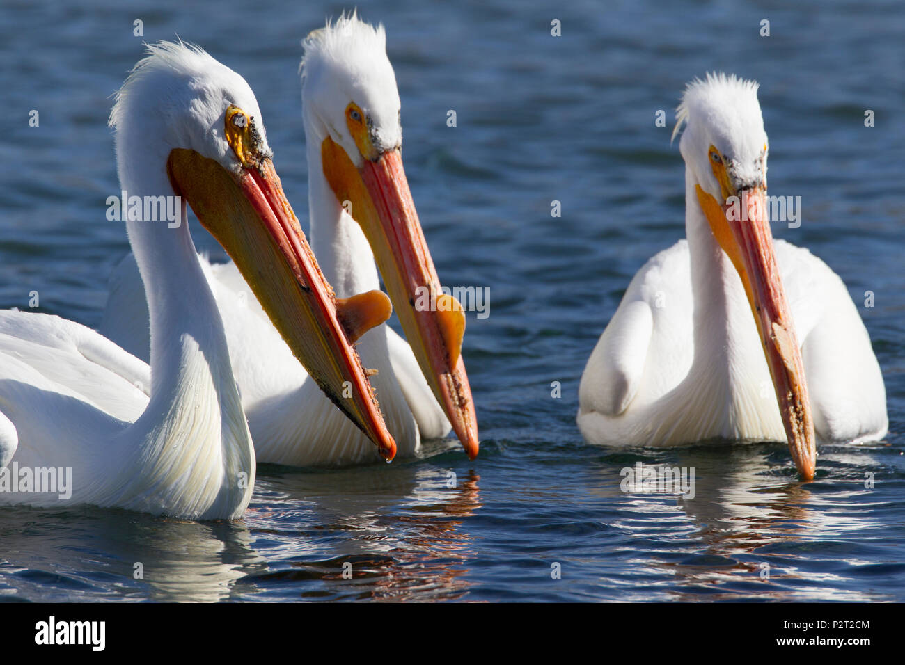 Three American white pelicans (Pelecanus erythrorhyncos) float together ...