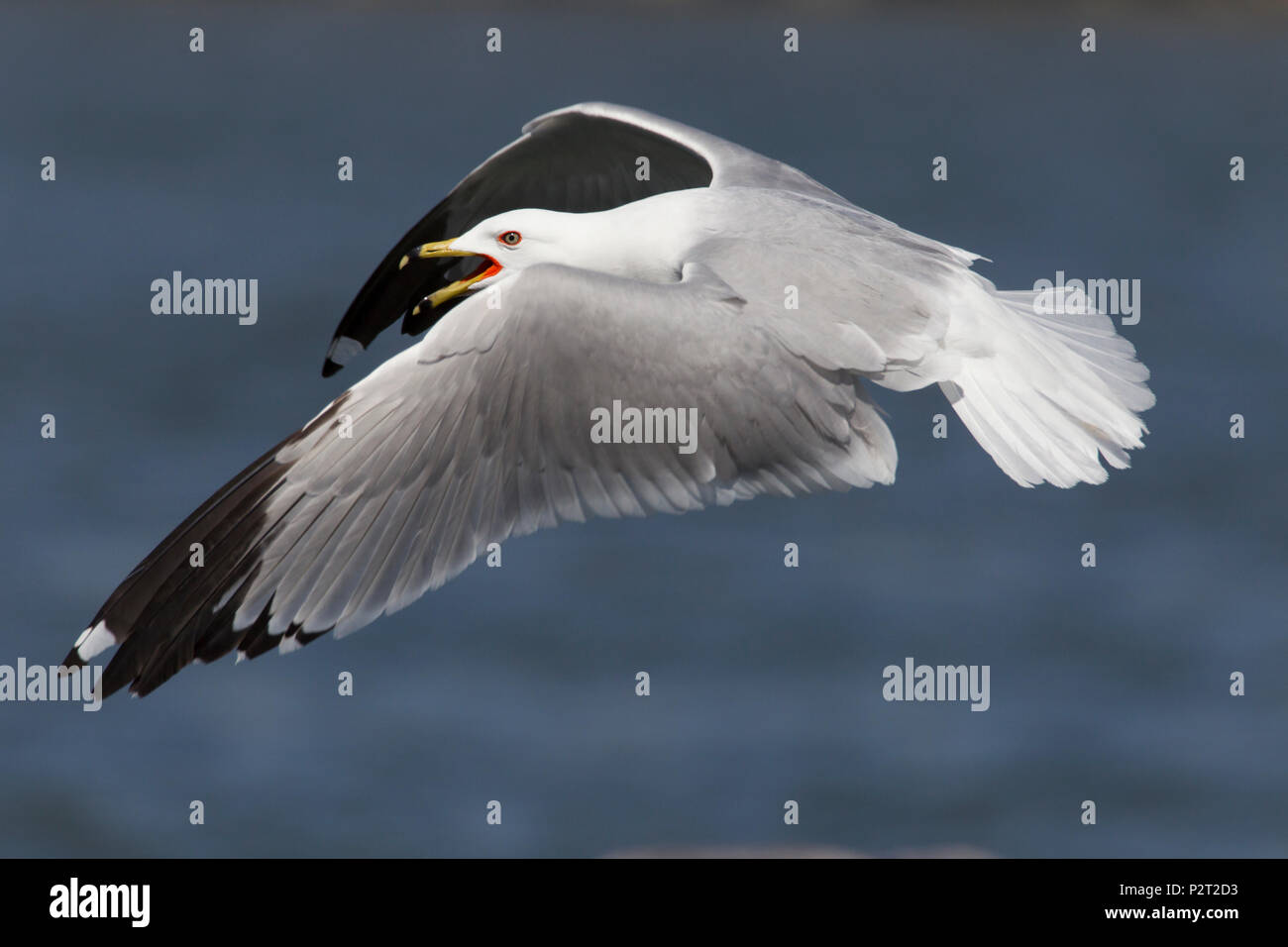 Ring Billed Gull Call
