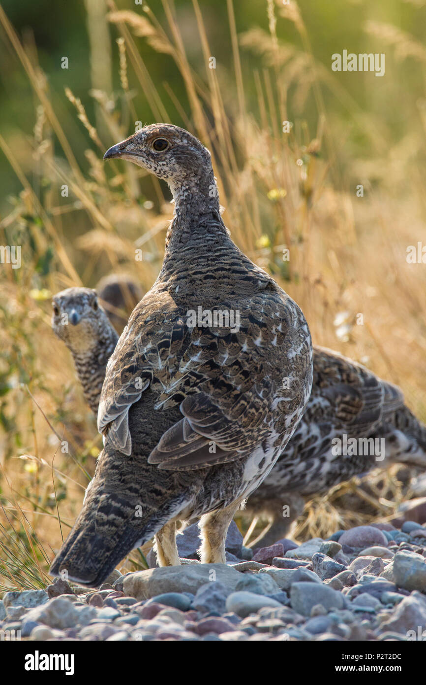 Blue grouse hi-res stock photography and images - Alamy