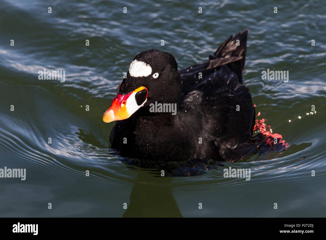 Surf scoter male hi-res stock photography and images - Alamy