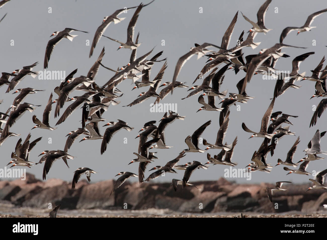 Black skimmers (Rynchops niger) fly at Cameron Jetty Pier Facility ...