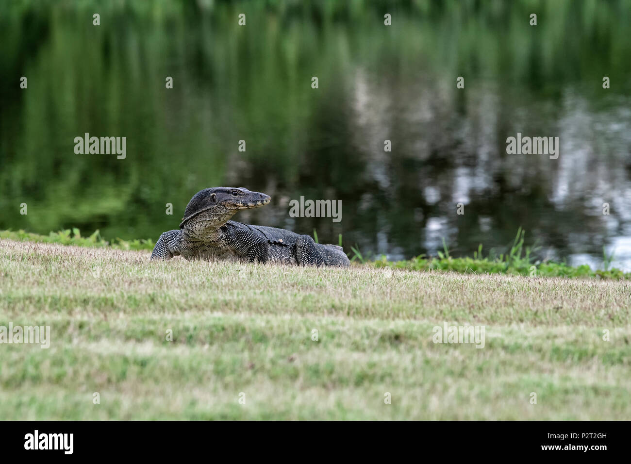 An Asian Water Monitor (Varanus salvator) leaves a pond and crosses ...