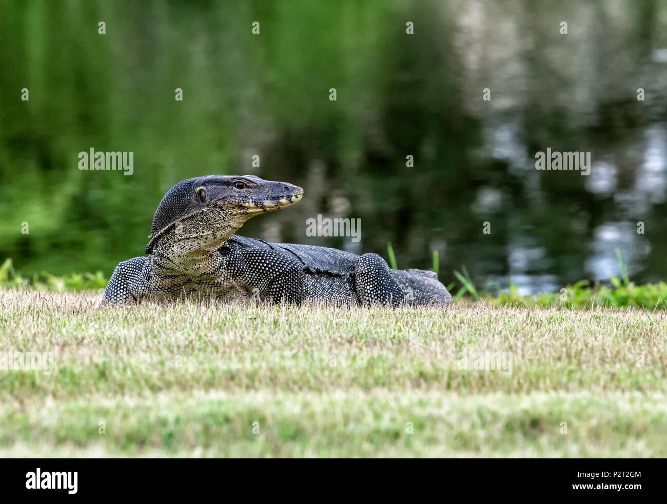Asian water monitor hi-res stock photography and images - Alamy