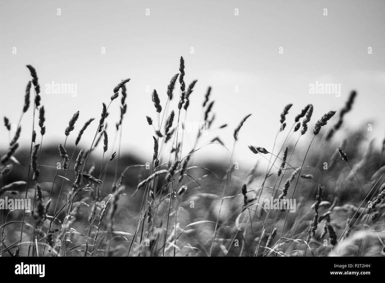 Wide grass Black and White Stock Photos & Images - Alamy