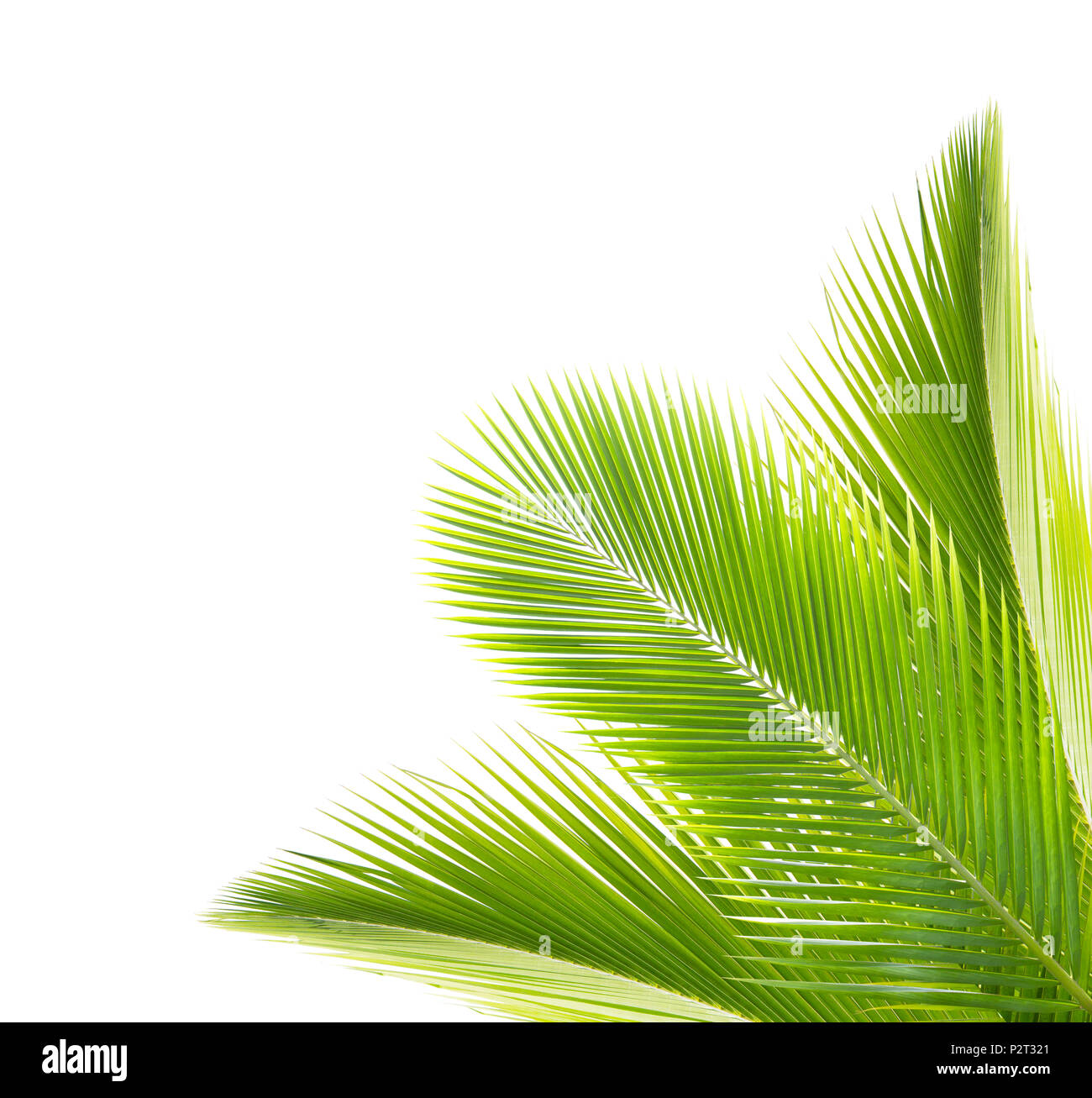 Green coconut leaf isolated on white background Stock Photo - Alamy