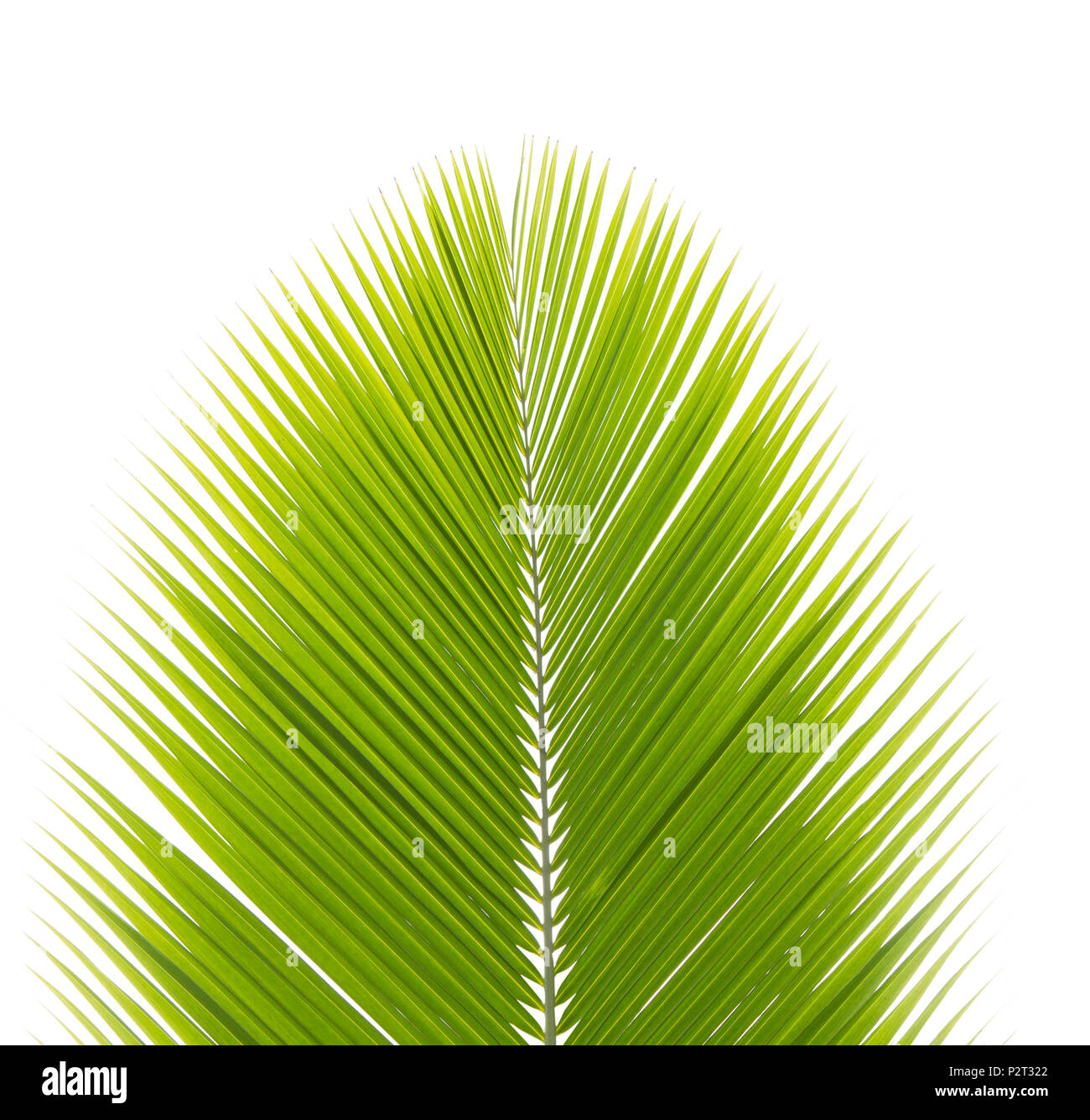 Green coconut leaf isolated on white background Stock Photo - Alamy