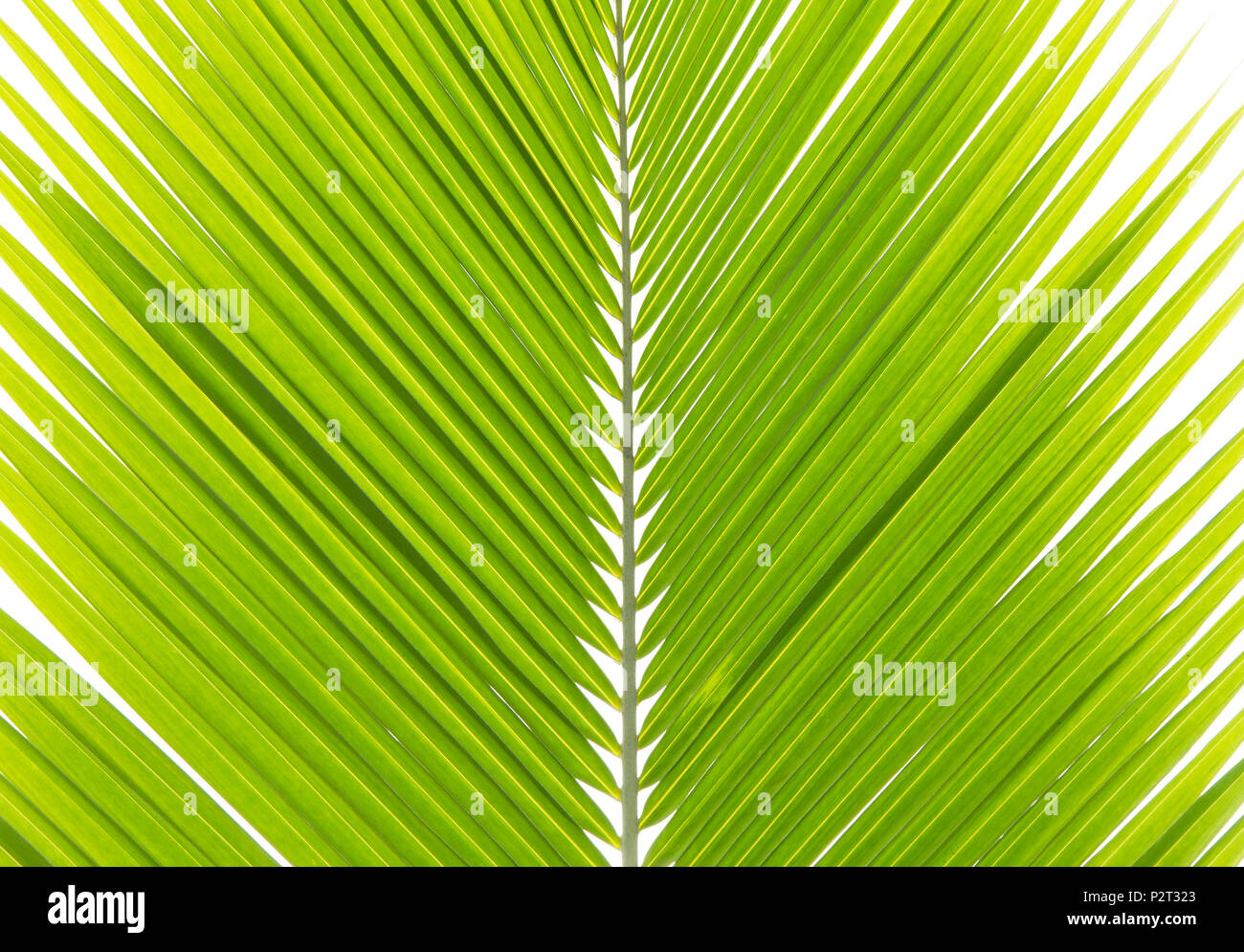 Green coconut leaf isolated on white background Stock Photo - Alamy