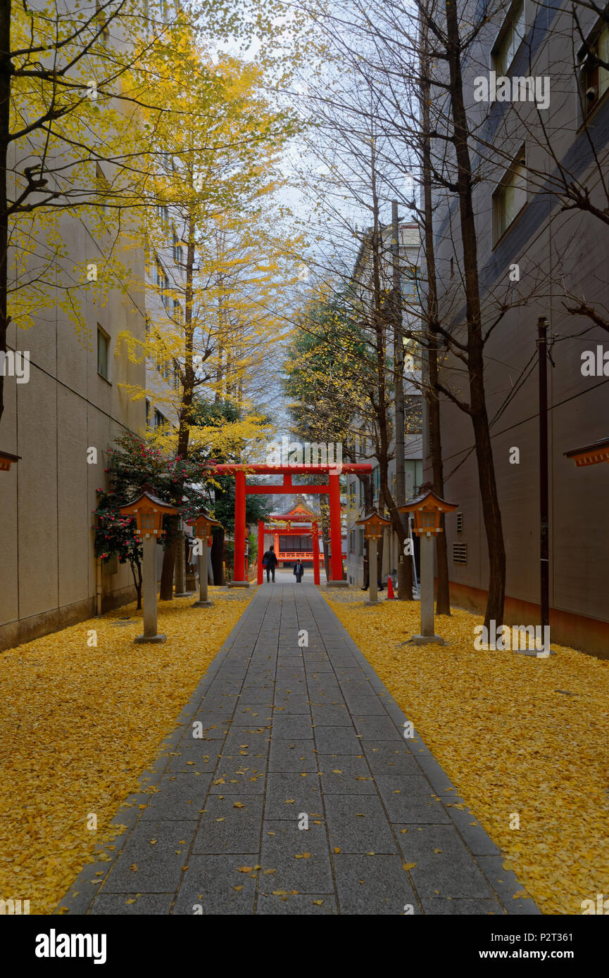 Ginko tree hi-res stock photography and images - Alamy