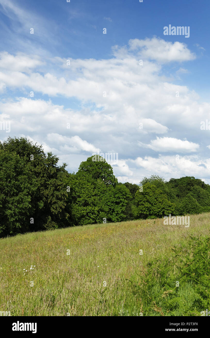 Trees hedge rural hi-res stock photography and images - Alamy