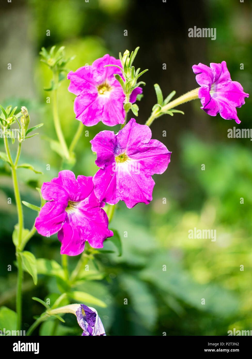 Four o clock hi-res stock photography and images - Alamy