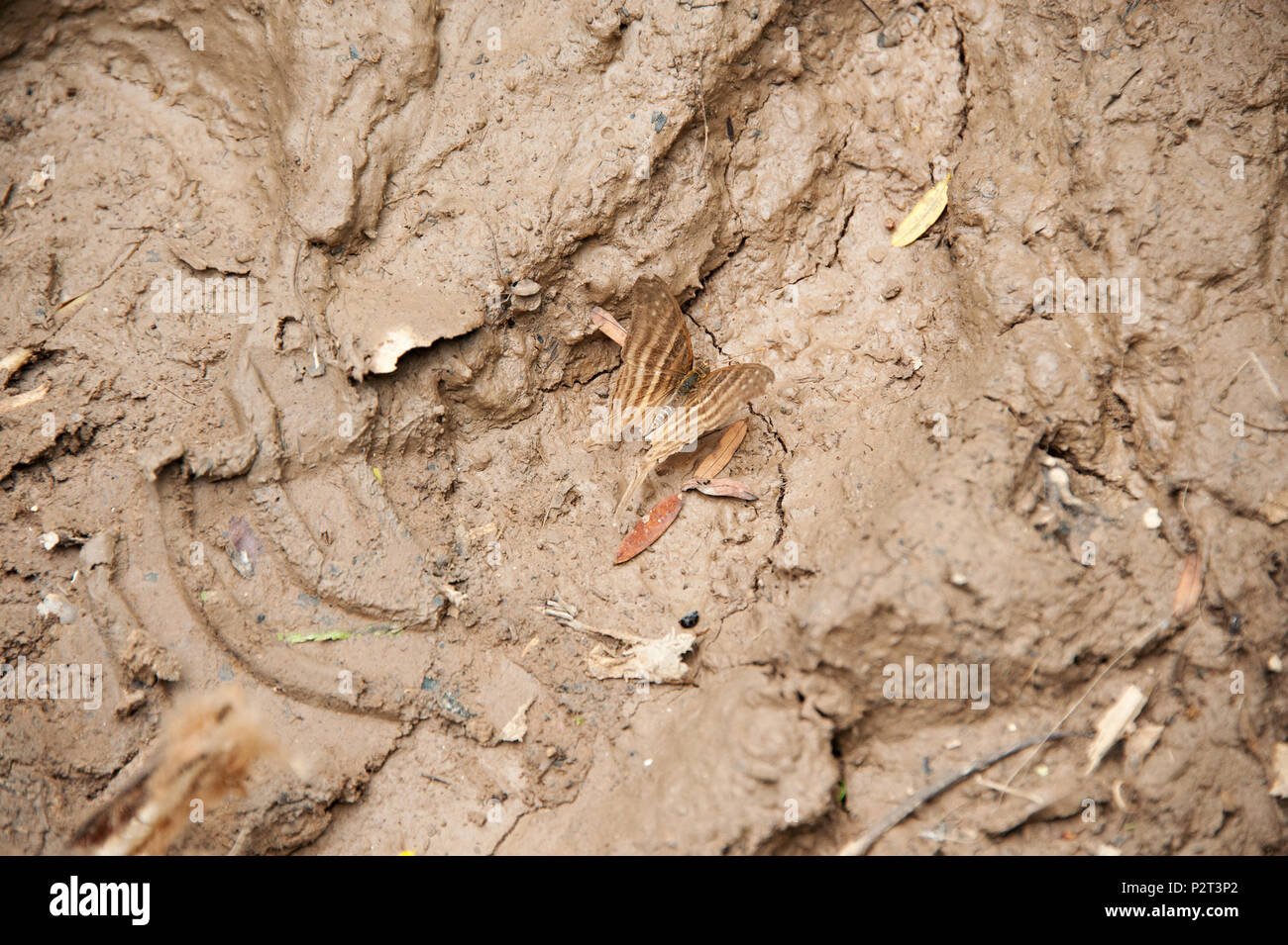 A moth uses camouflage in the amazon rain forest Stock Photo - Alamy