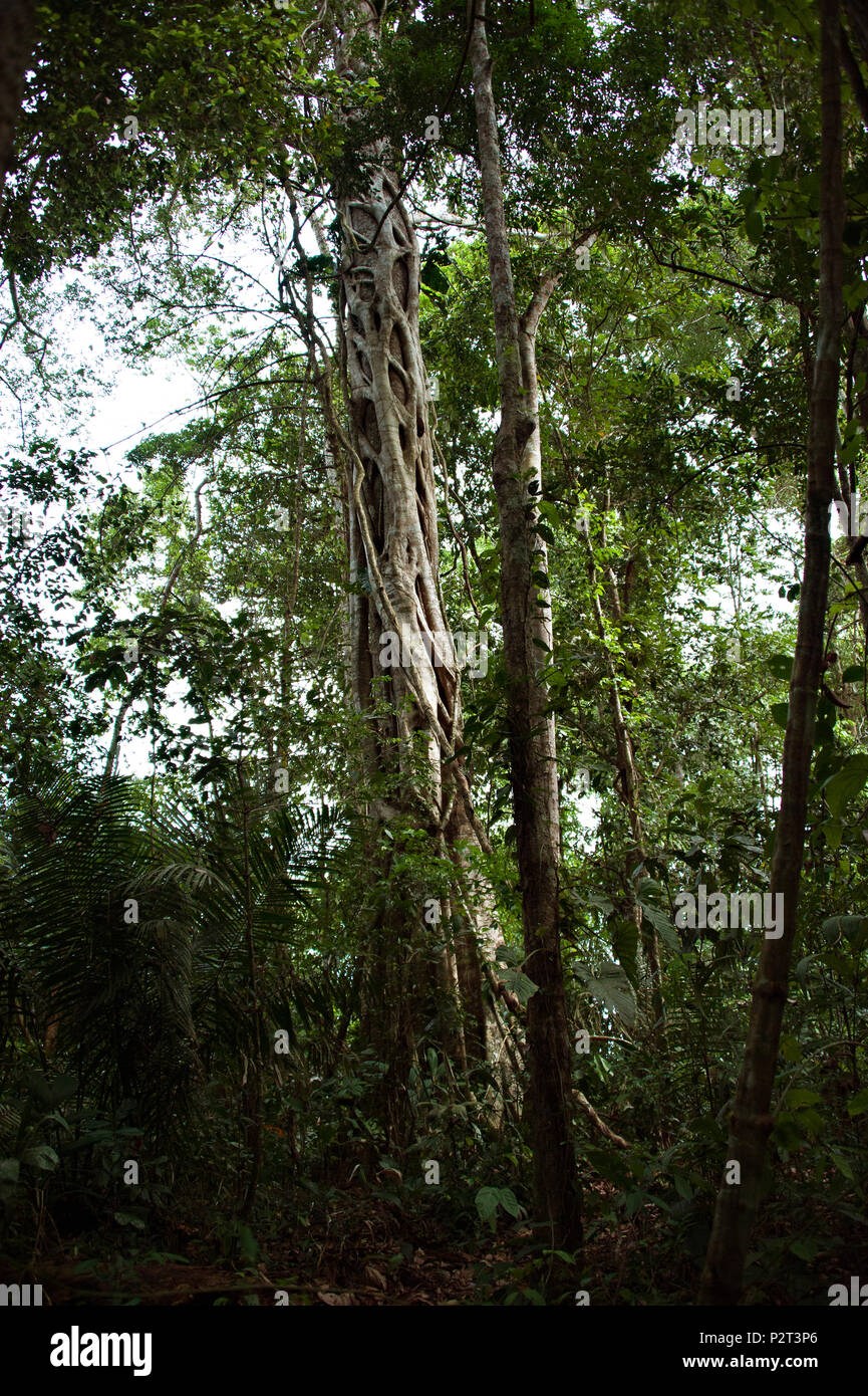 The Kapok Tree In The Amazon