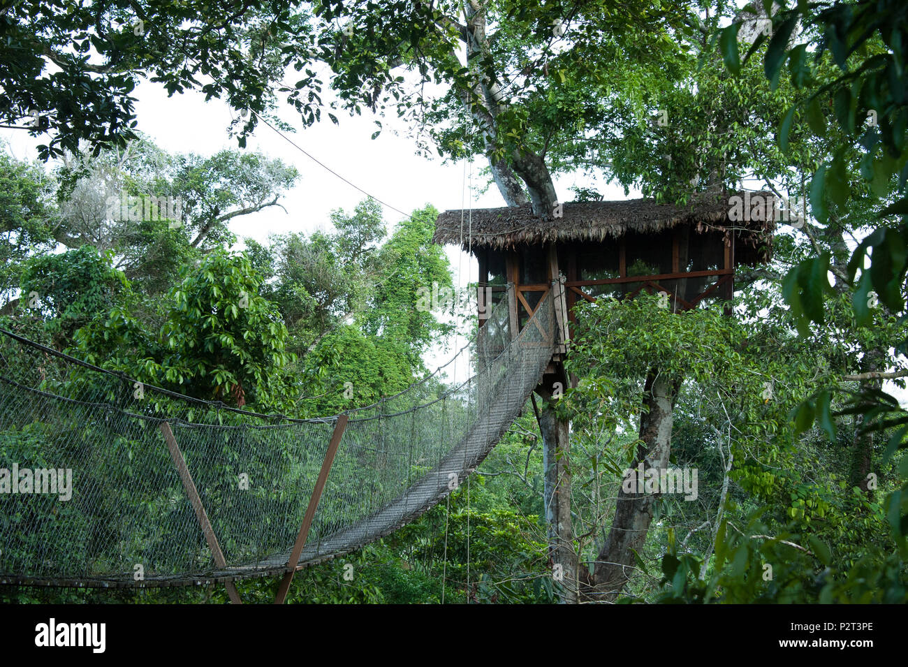A rain forest canopy walkway in the Amazon forest tambopata national ...