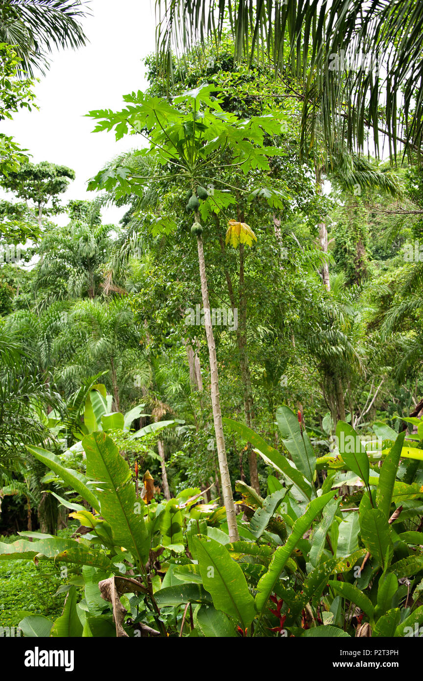 amazon rain forest Stock Photo - Alamy