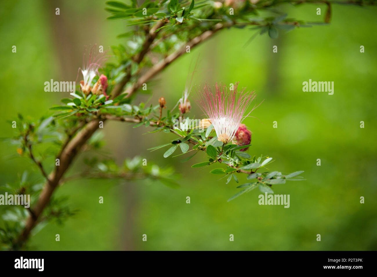An amazon plantation with bromeliads and other amazonian flowers Stock ...