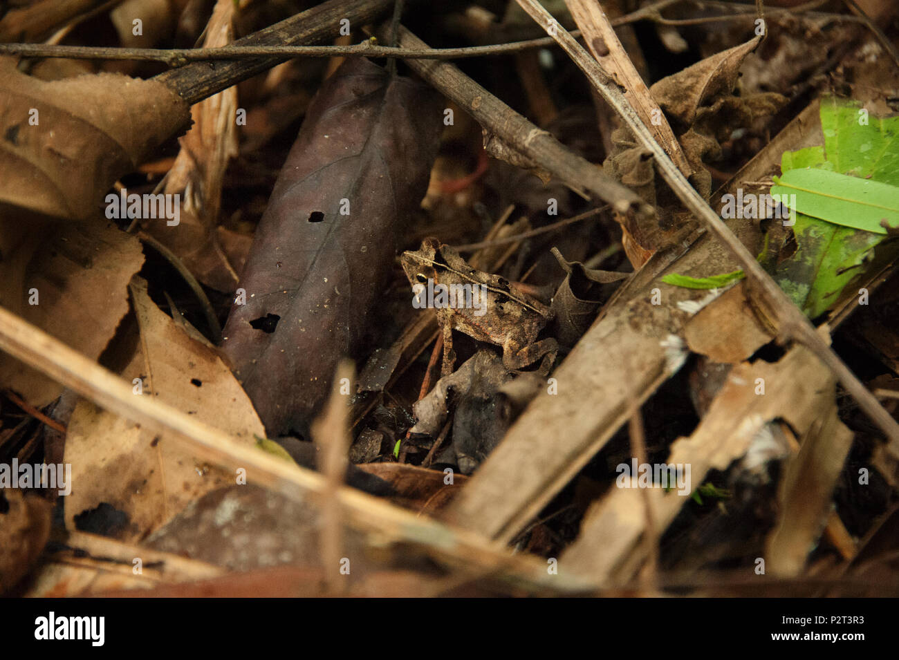 A dwarf jungle frog in the peruvian amazon rain forest Stock Photo - Alamy