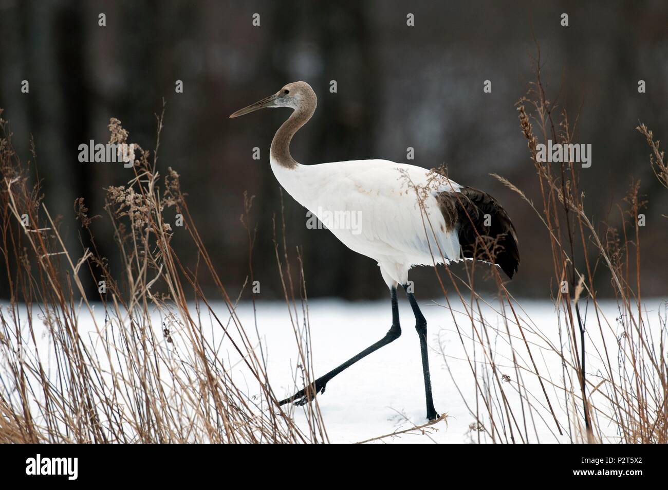 Red crowned crane young bird hi-res stock photography and images - Alamy