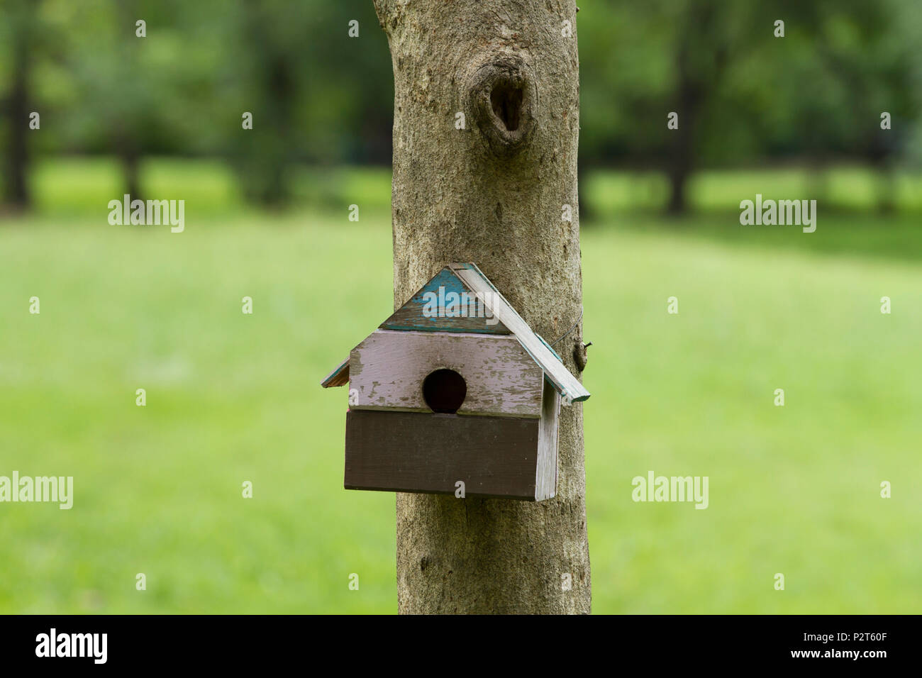 Bird house nesting-box hang on tree trunk Stock Photo - Alamy