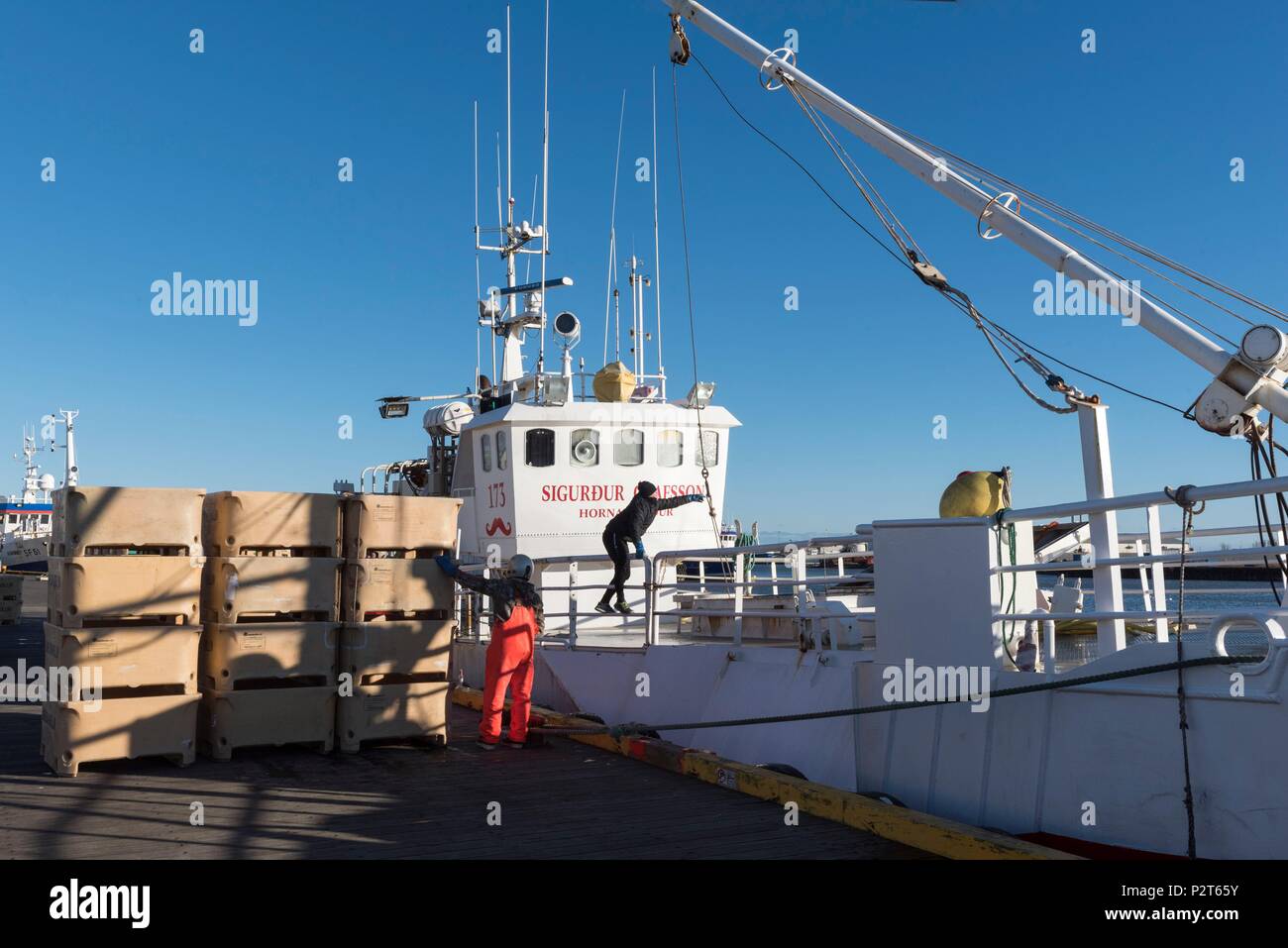 Iceland, East Iceland, Hofn, fishing trip, landing of cod Stock Photo ...