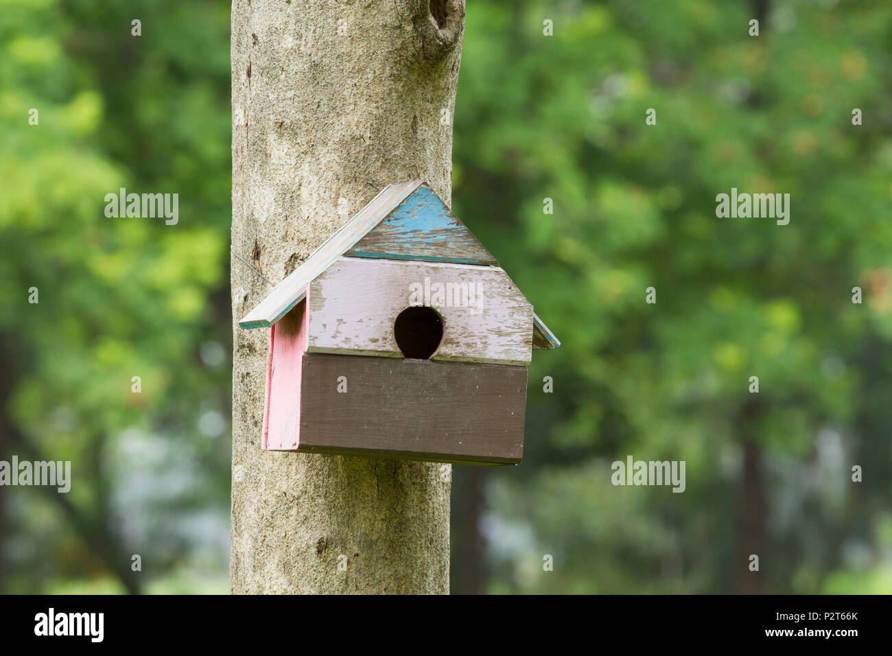 Bird house nesting-box hang on tree trunk Stock Photo - Alamy