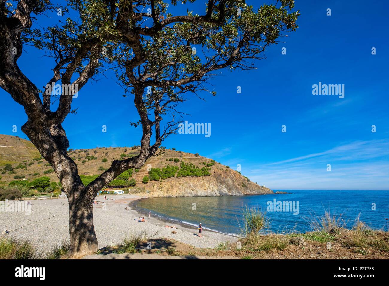 France, Pyrenees Orientales, Cote Vermeille, hiking from Banyuls sur ...