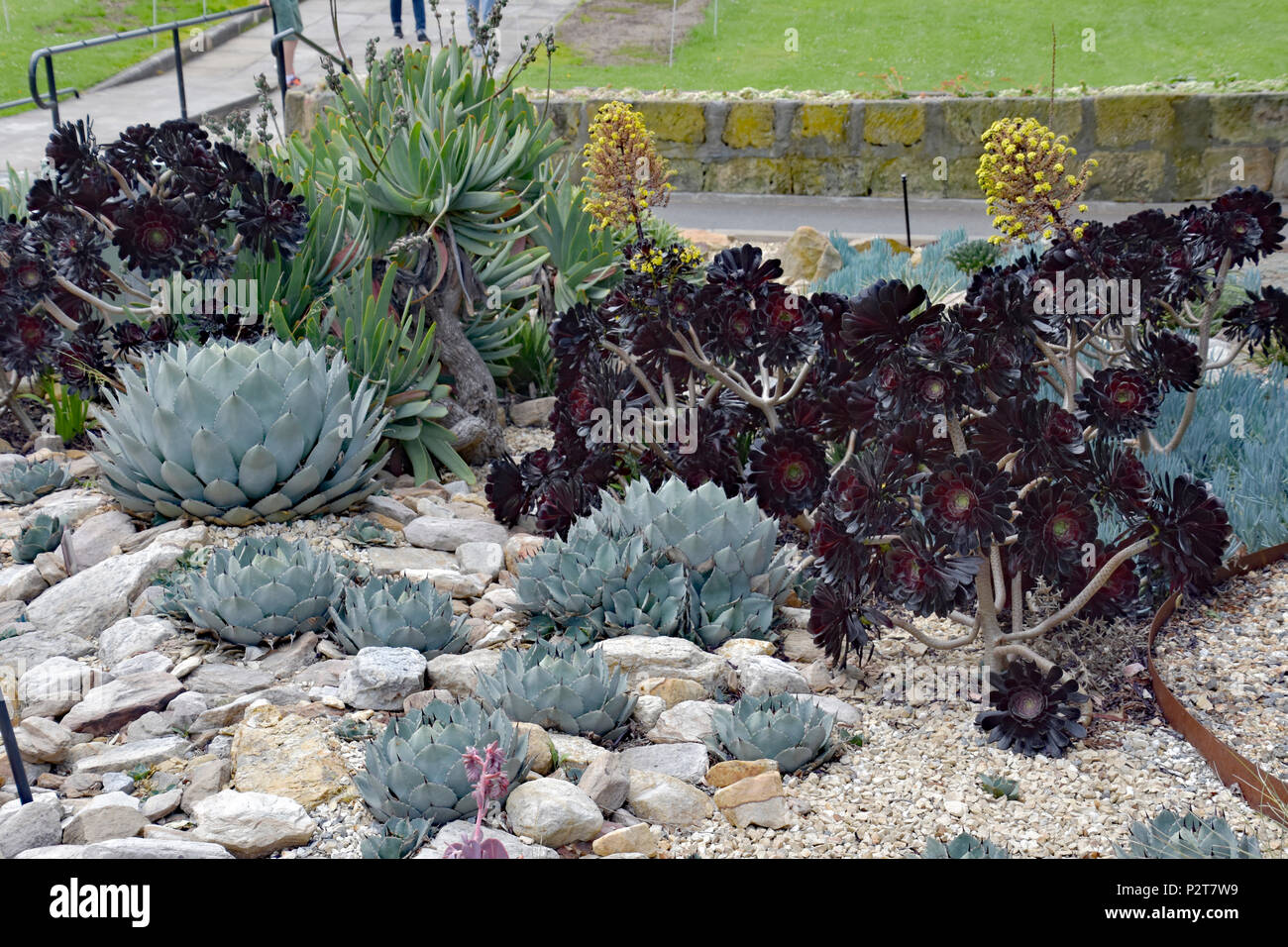 succulents SUCCULENT AND CACTI GARDENS Stock Photo - Alamy