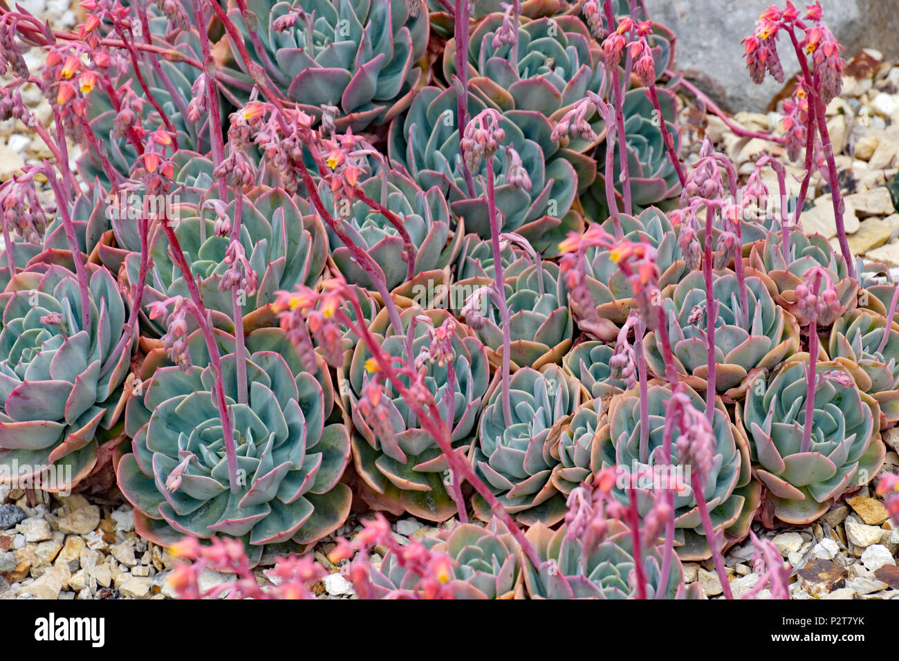 succulents SUCCULENT AND CACTI GARDENS Stock Photo - Alamy