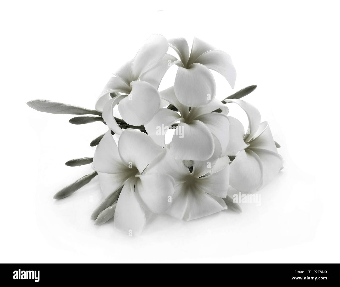 Close up pink frangipani Cut Out Stock Images & Pictures - Alamy