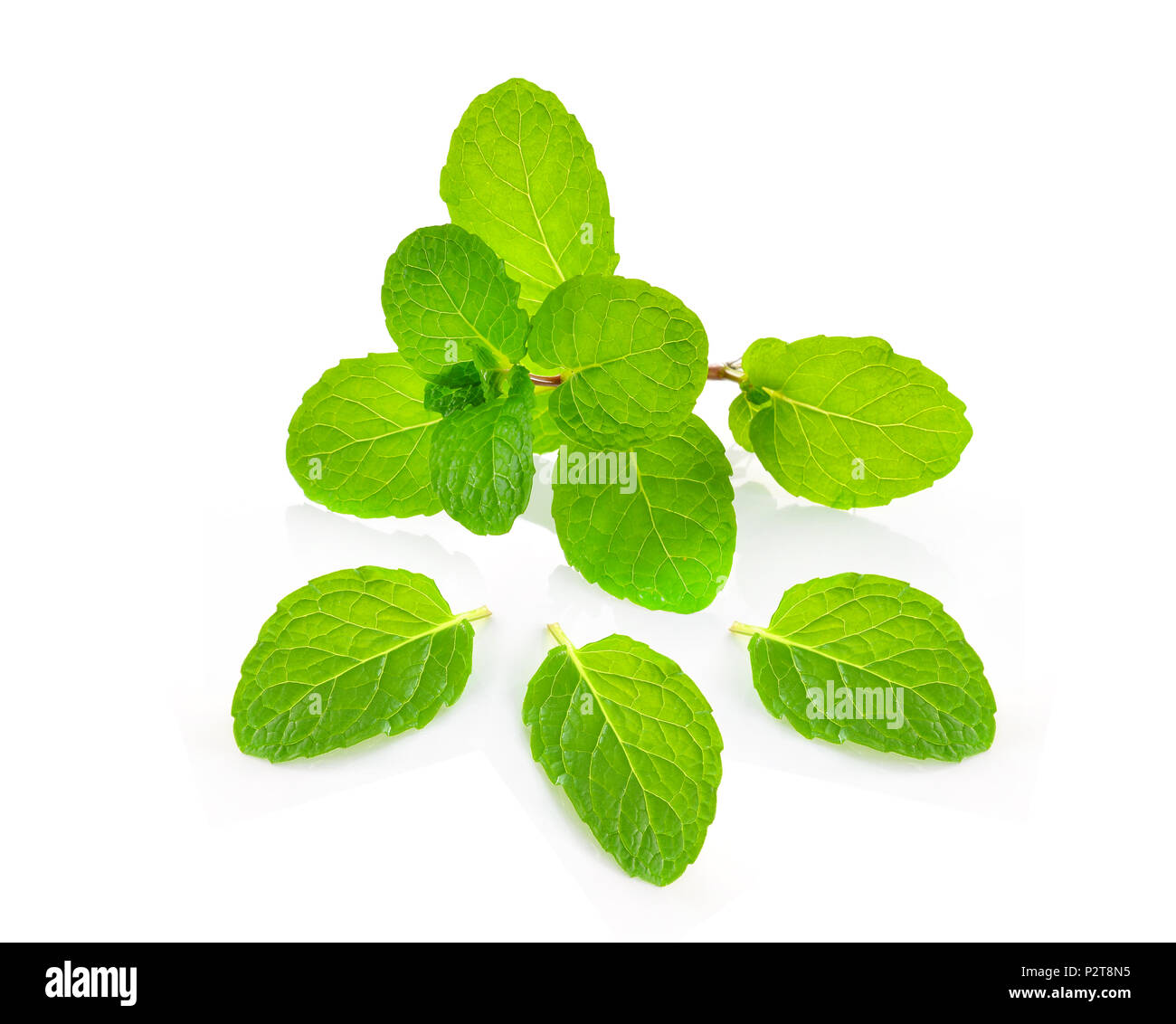 Peppermint vector hi-res stock photography and images - Alamy