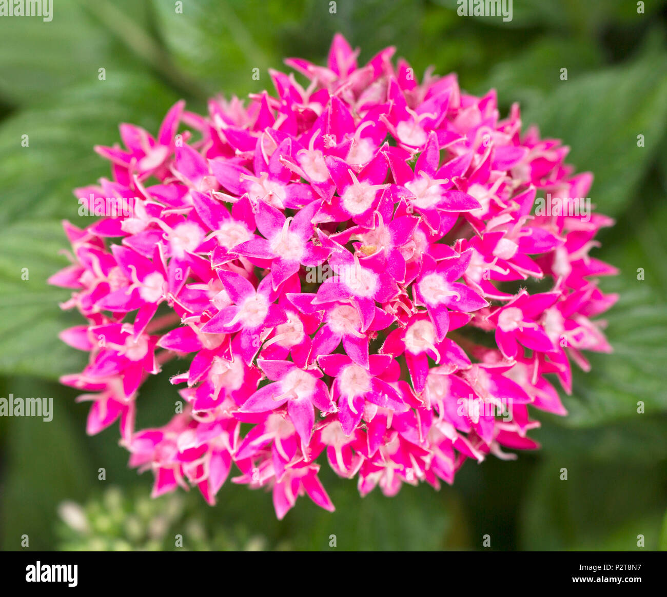 Pink ixora flower Stock Photo - Alamy