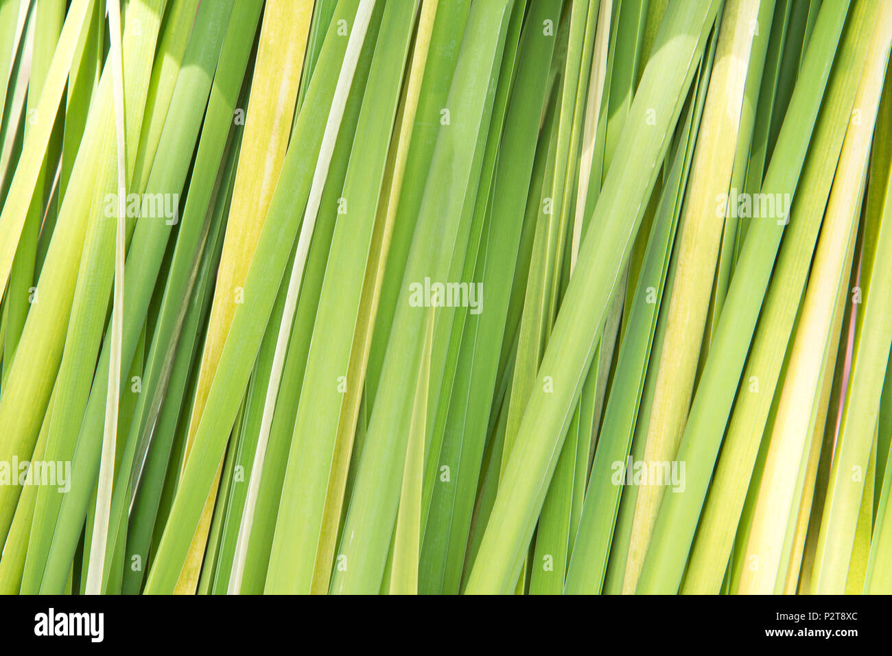 Green reed leaves background Stock Photo - Alamy