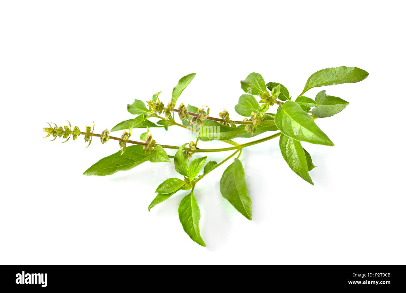 Holy basil plant Cut Out Stock Images & Pictures - Alamy
