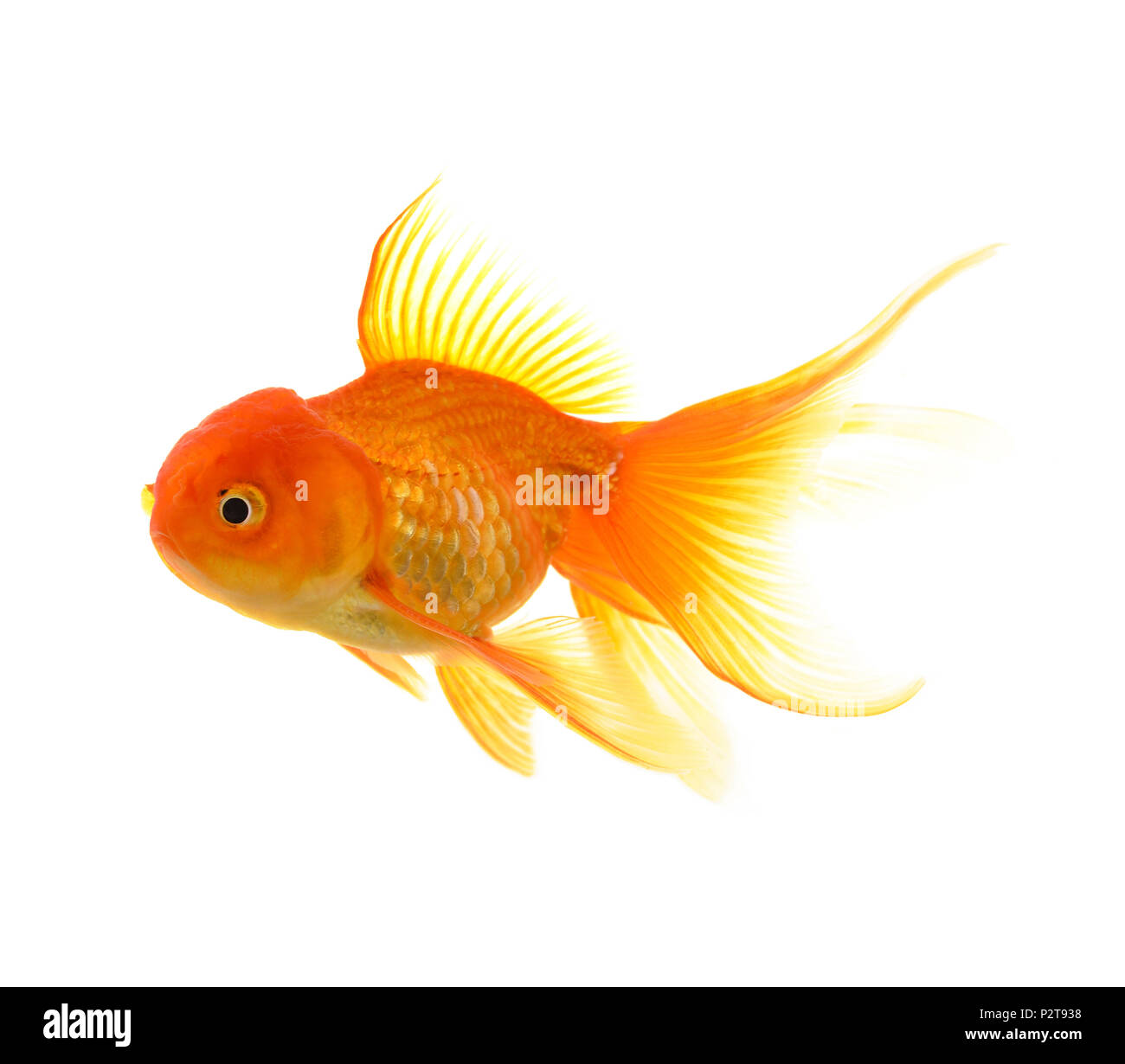 Goldfish on White Background Stock Photo - Alamy