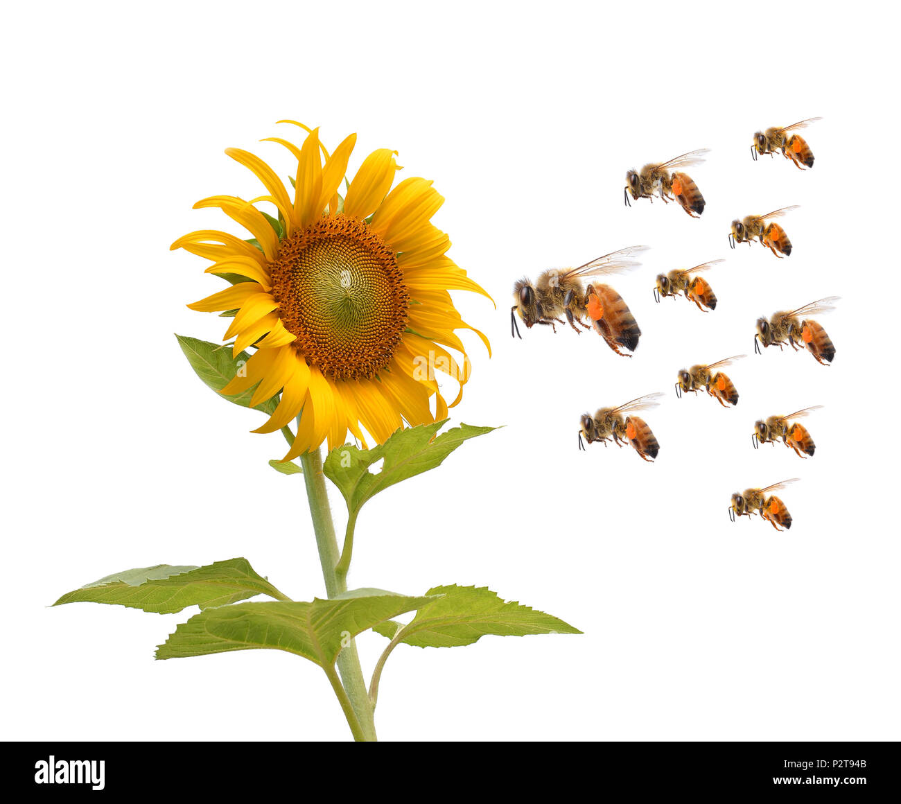 Sunflower,bee isolated on white background Stock Photo - Alamy