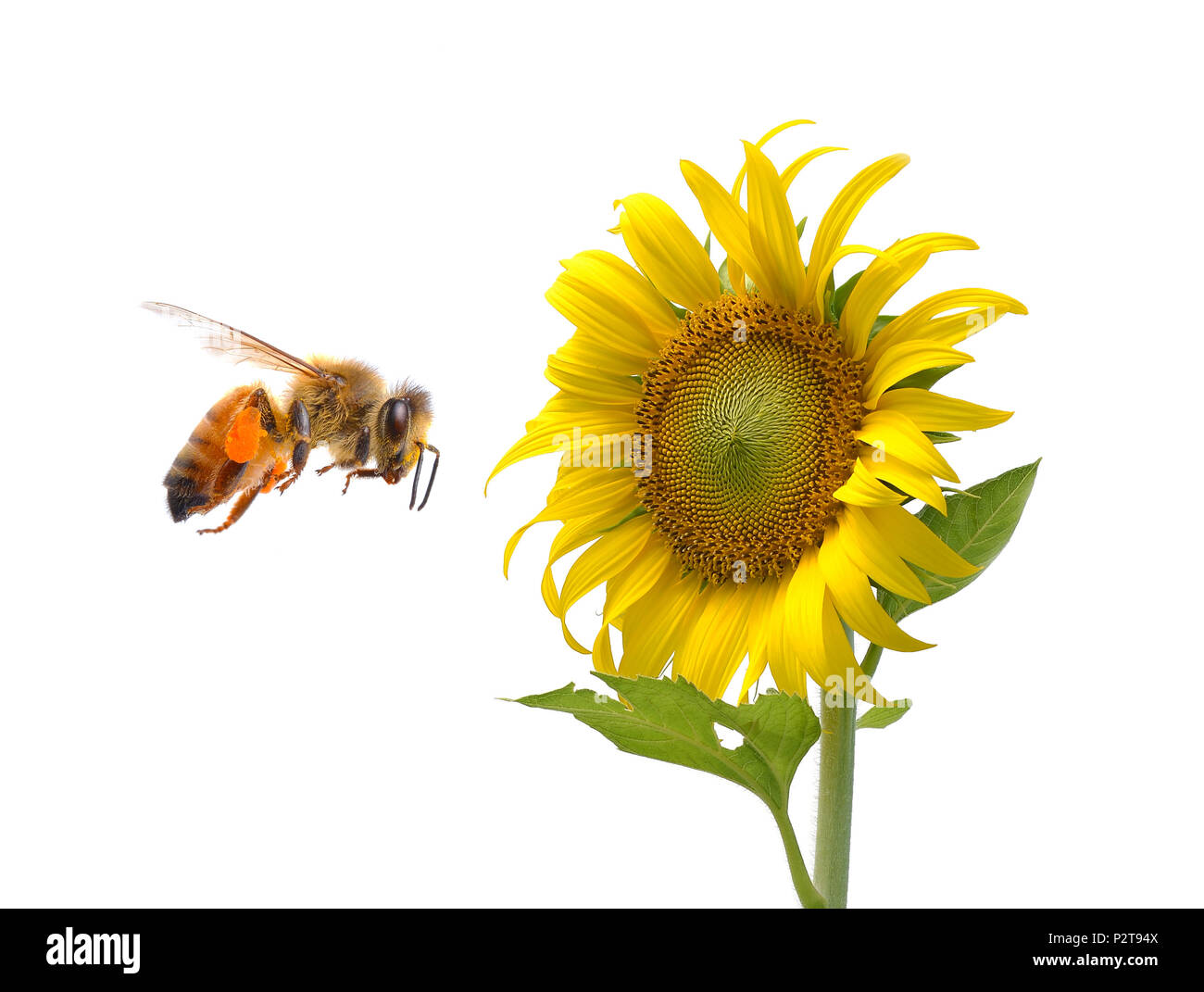 Sunflower,bee isolated on white background Stock Photo - Alamy