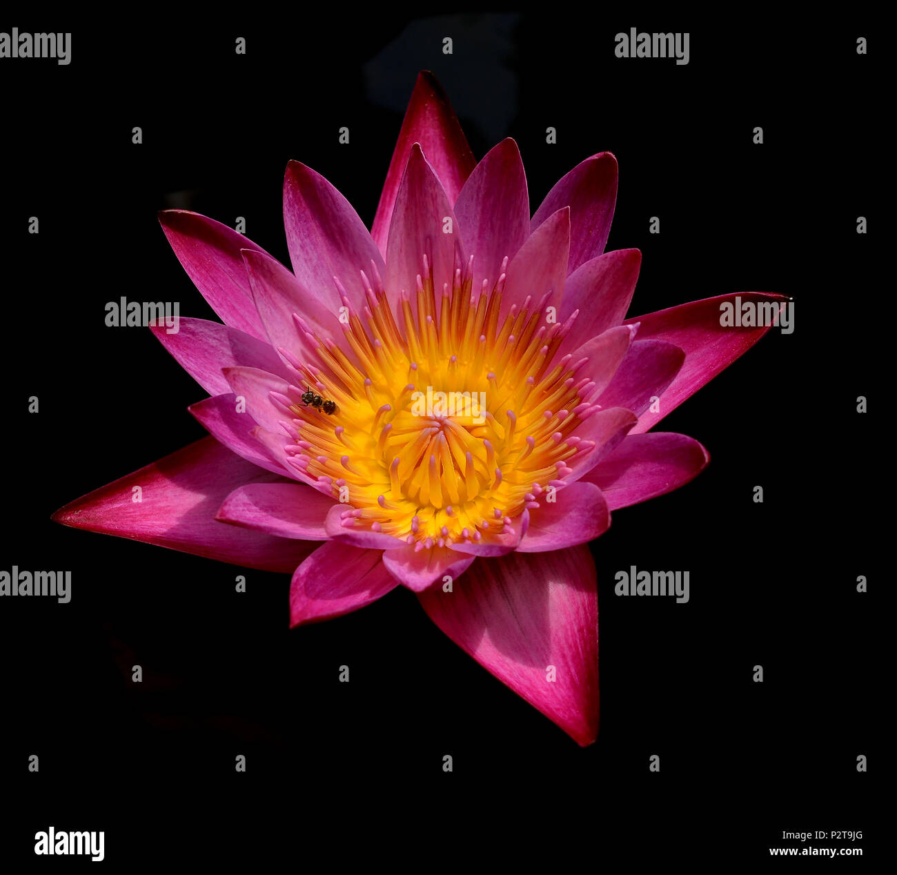 Single lotus flower isolated on black background Stock Photo - Alamy