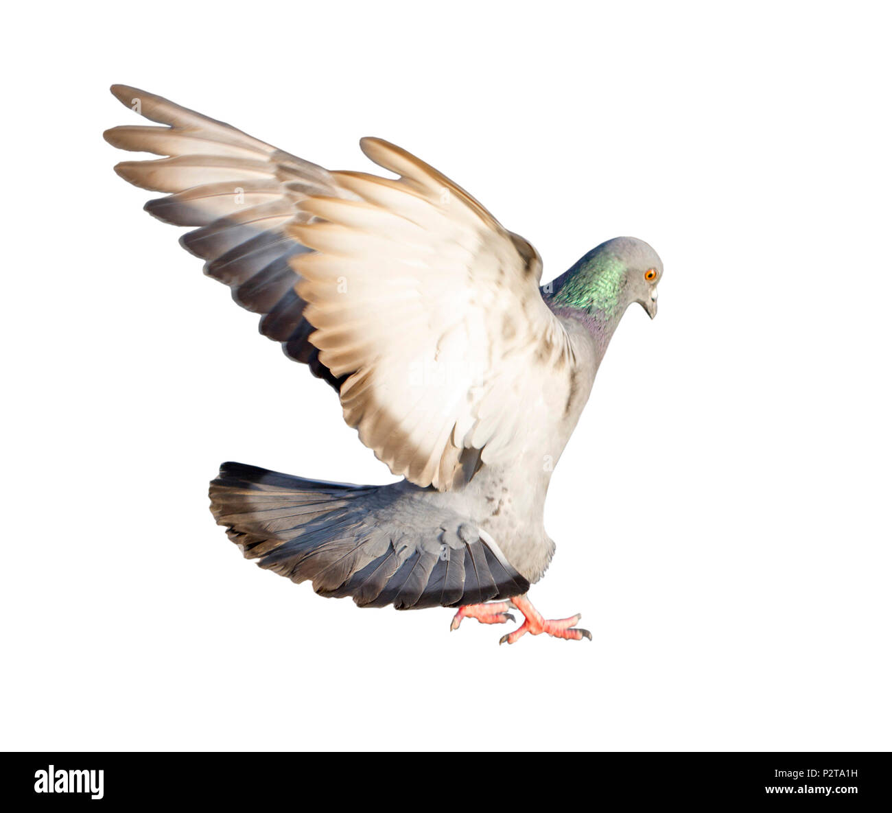 Flying pigeon Cut Out Stock Images & Pictures - Alamy