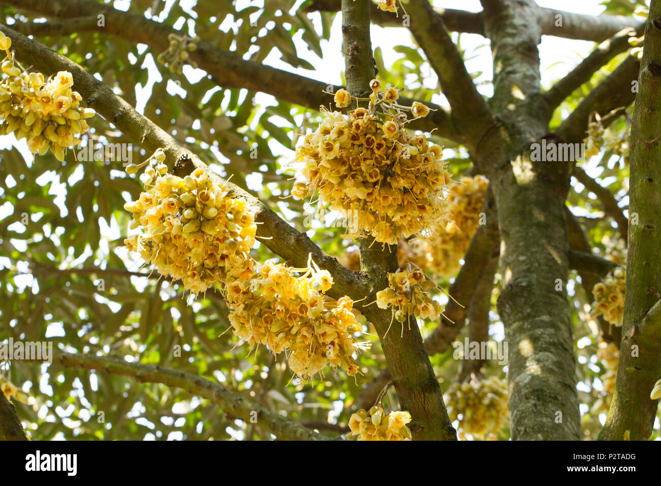 Durian Tree Flower