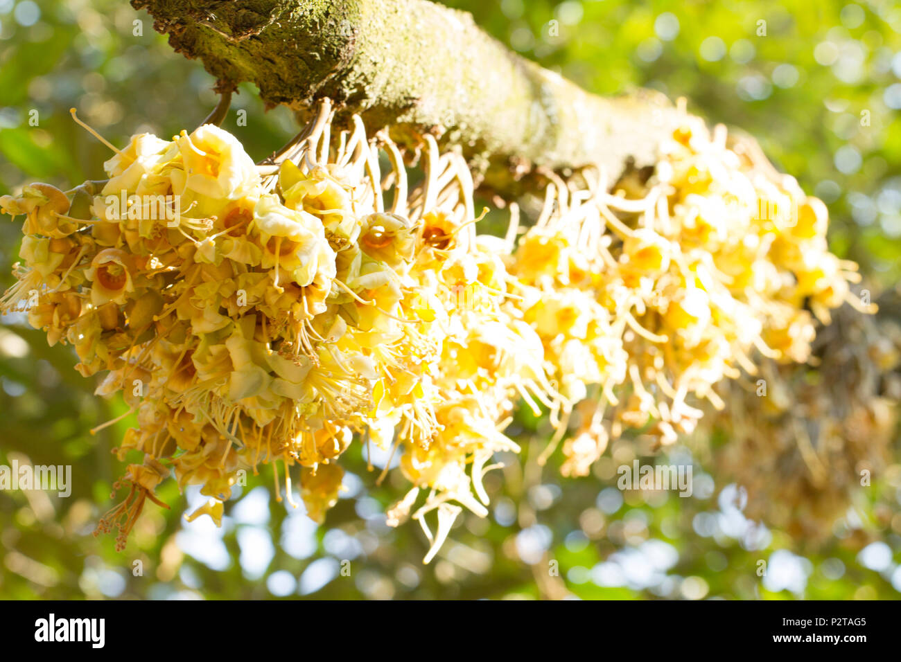 Flowers of durian hi-res stock photography and images - Alamy