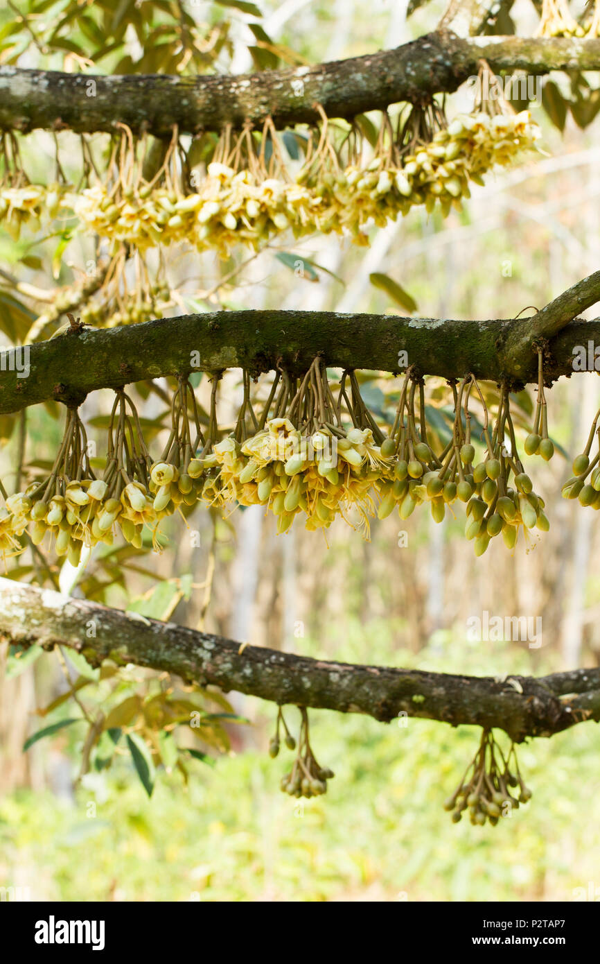 Flowers of durian hi-res stock photography and images - Alamy