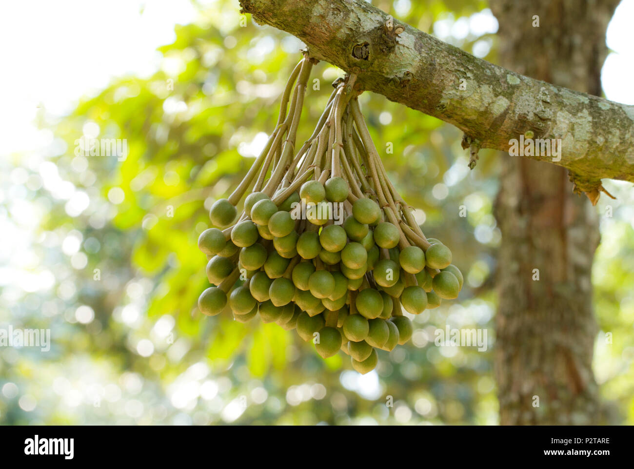 Durian flower hi-res stock photography and images - Alamy