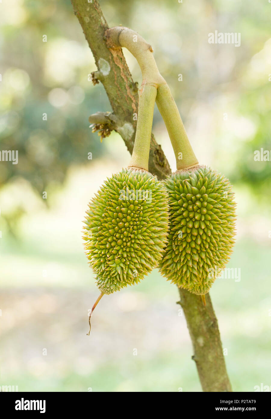 Young durian fruit on tree Stock Photo - Alamy