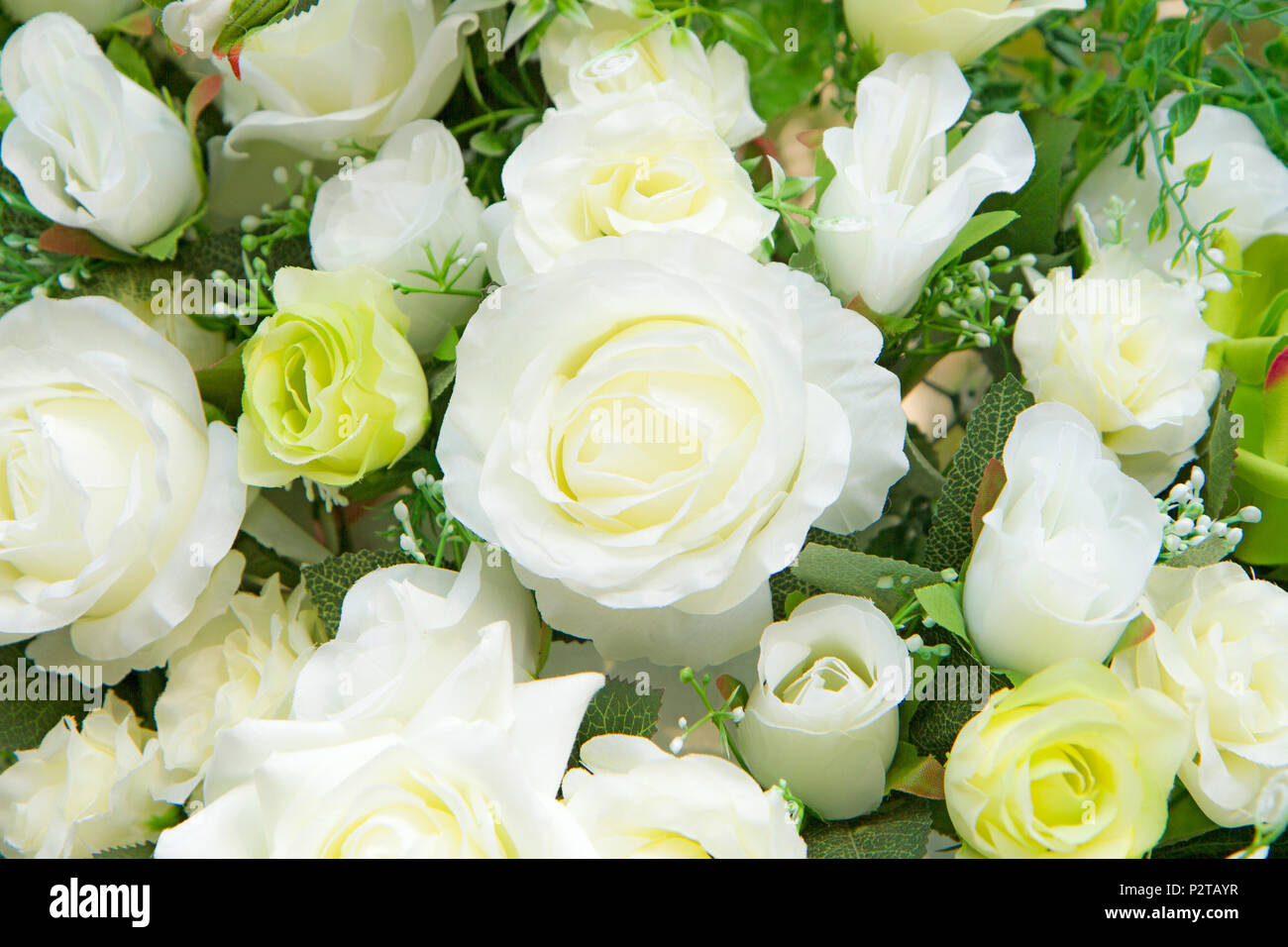 White and green roses background Stock Photo - Alamy