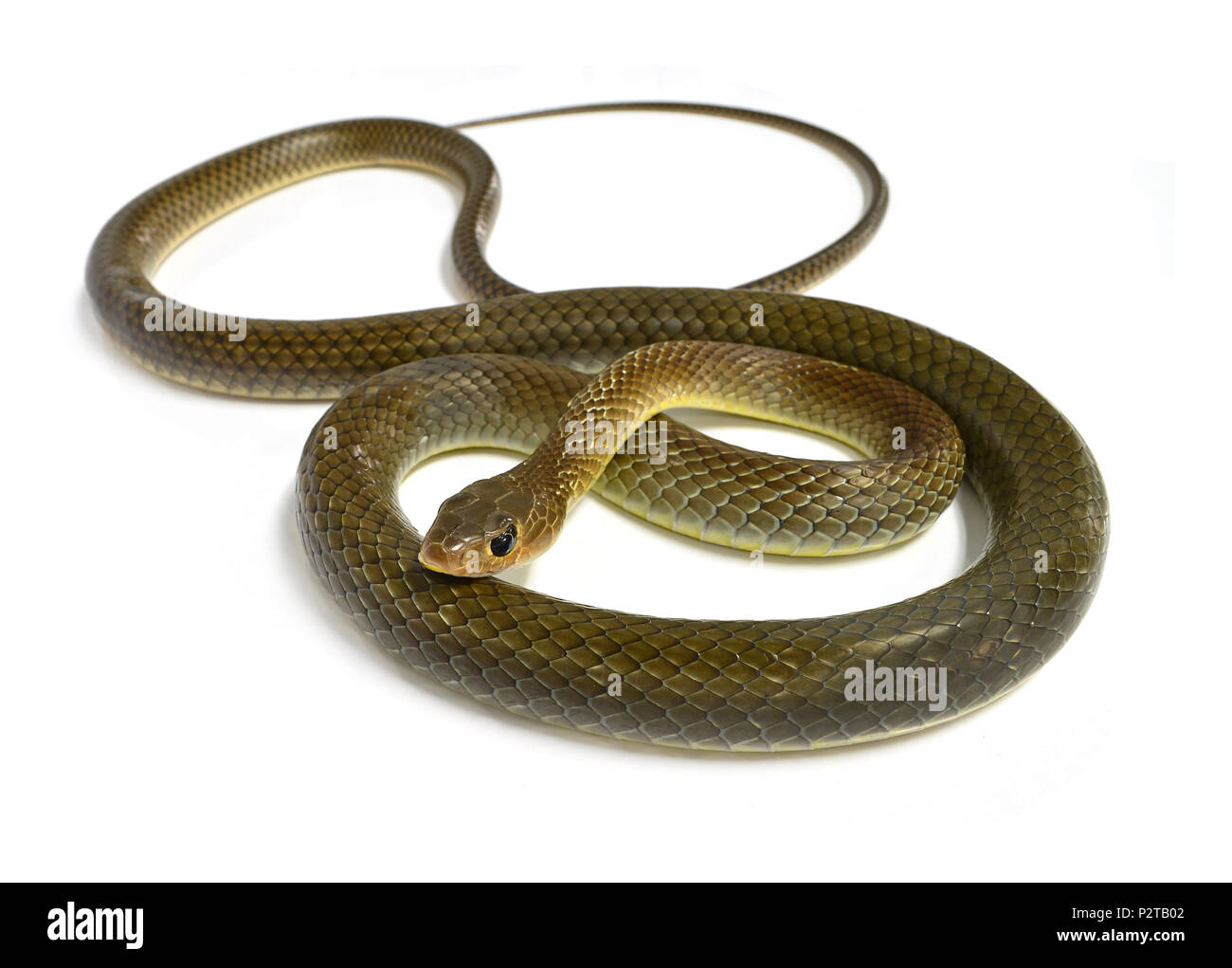 Baby grass snake hi-res stock photography and images - Alamy