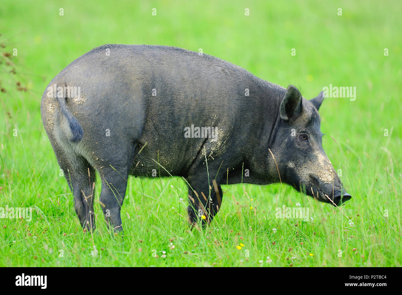 Female wild boar in field Stock Photo - Alamy