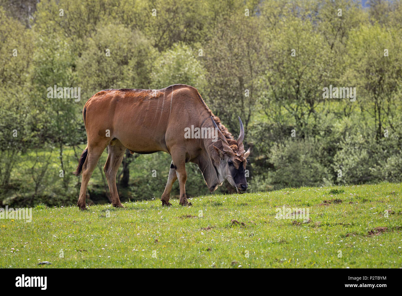 Eland Closeup High Resolution Stock Photography and Images - Alamy