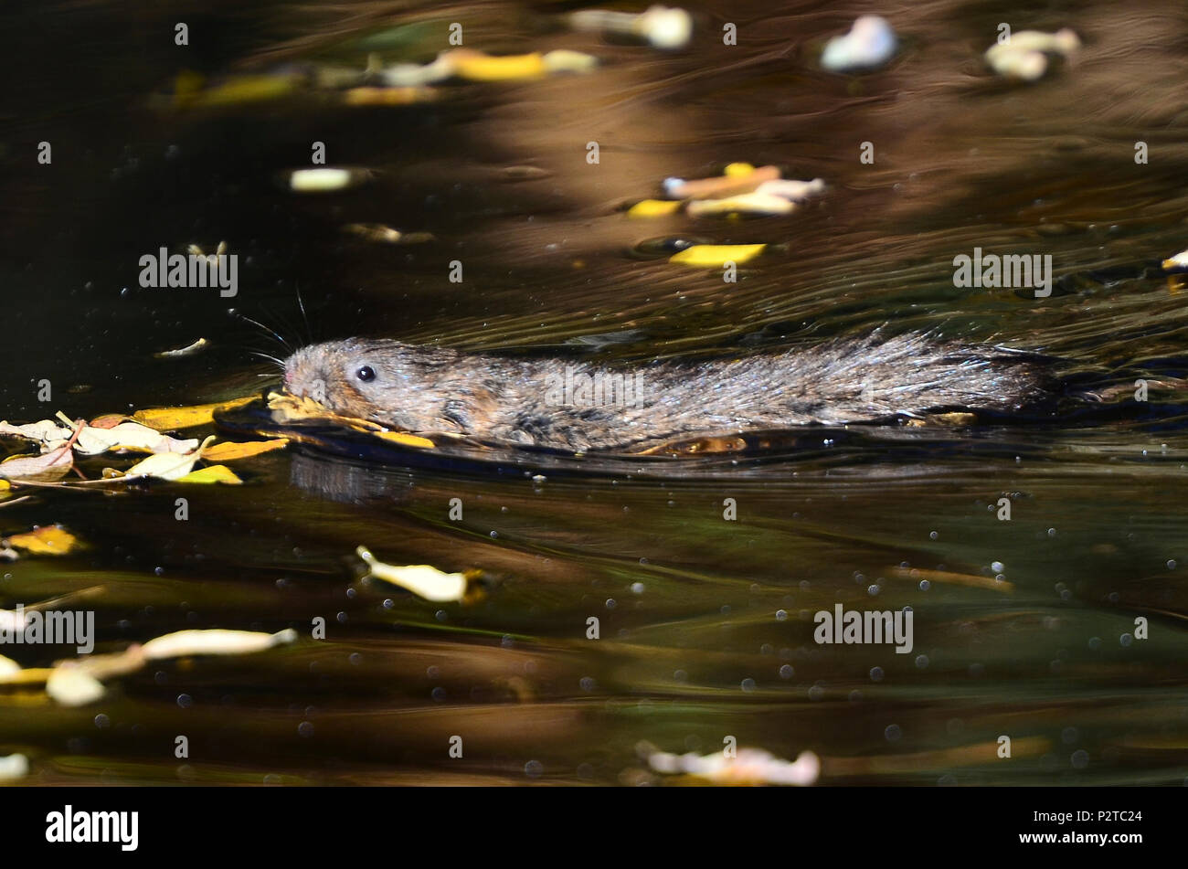 water vole arvicola amphibius Stock Photo - Alamy