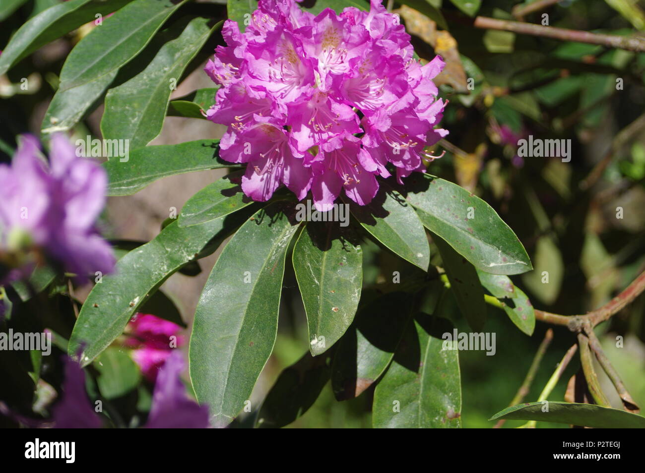 Beautiful rhododendron flowers Stock Photo - Alamy